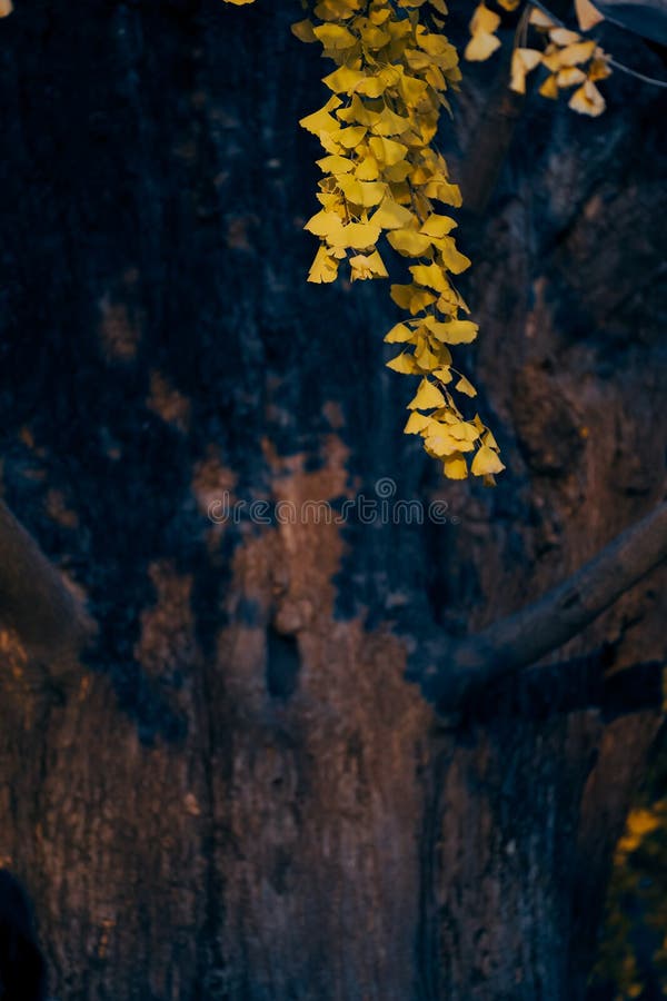 Ancient Ginkgo Trees in the Chinese Garden in Autumn Stock Image ...