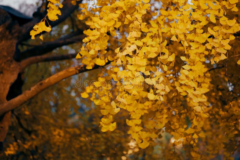 Ancient Ginkgo Trees in the Chinese Garden in Autumn Stock Photo ...