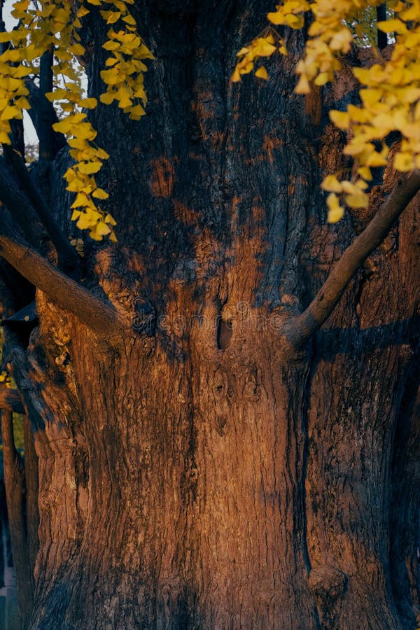 Ancient Ginkgo Trees in the Chinese Garden in Autumn Stock Image ...