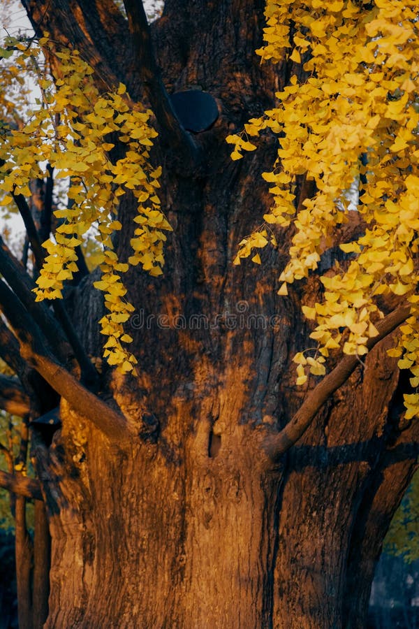 Ancient Ginkgo Trees in the Chinese Garden in Autumn Stock Image ...