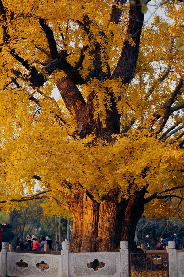 Ancient Ginkgo Trees in the Chinese Garden in Autumn Stock Image ...