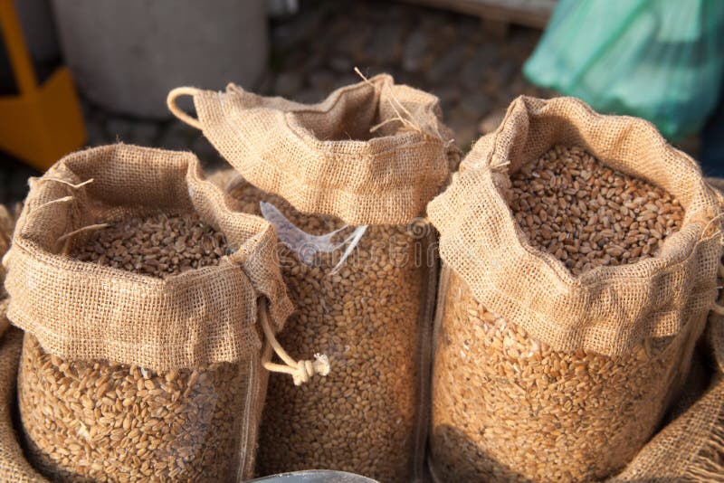 Ancient Grain Original Varieties Italians from Ancient Italy Seeds ...