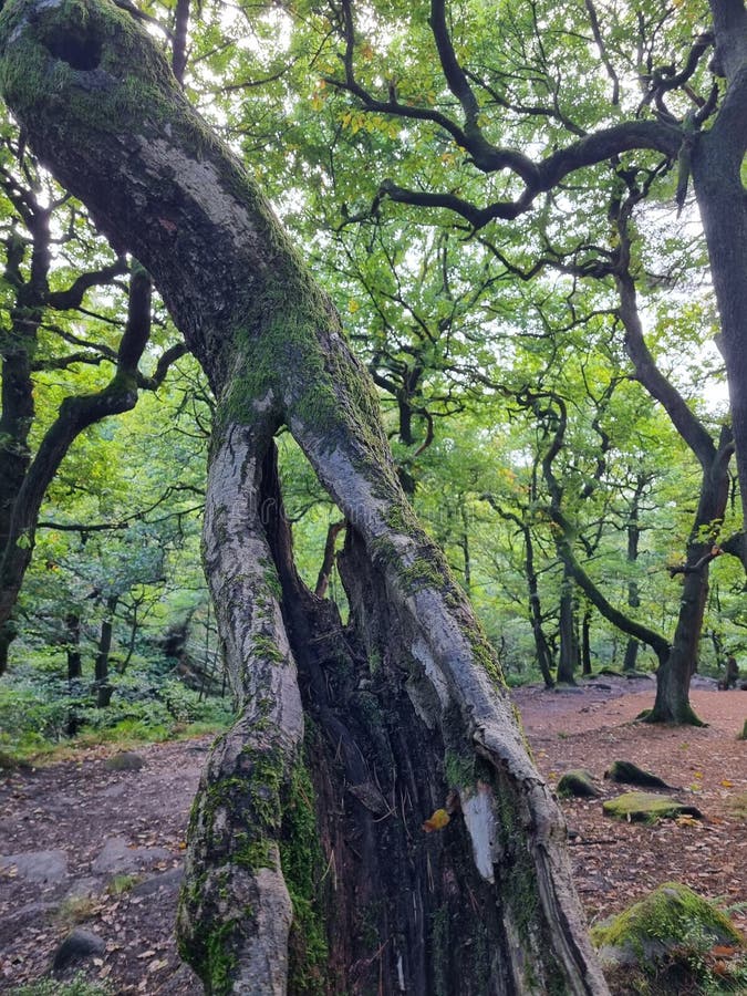 Ancient Green Tree Bark Slide Stock Photo - Image of ancient, slide ...