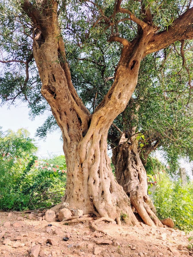 Ancient Guardians of the Forest Stock Image - Image of wood, flower ...