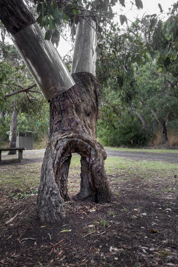 Gnarled Old Eucalyptus Tree With New Leaf Growth In Sunshine Stock ...