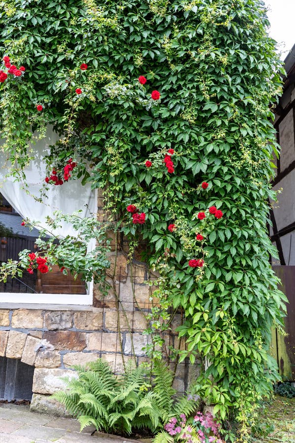 The Ancient House is Covered with Wild Grapes and Climbing Roses Stock ...