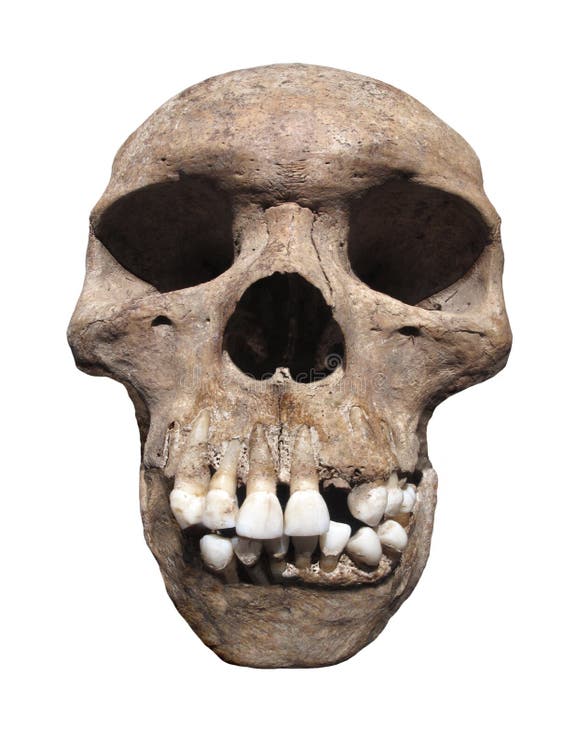 Ancient Human Skull Isolated. Stock Image - Image of large, human: 32007315