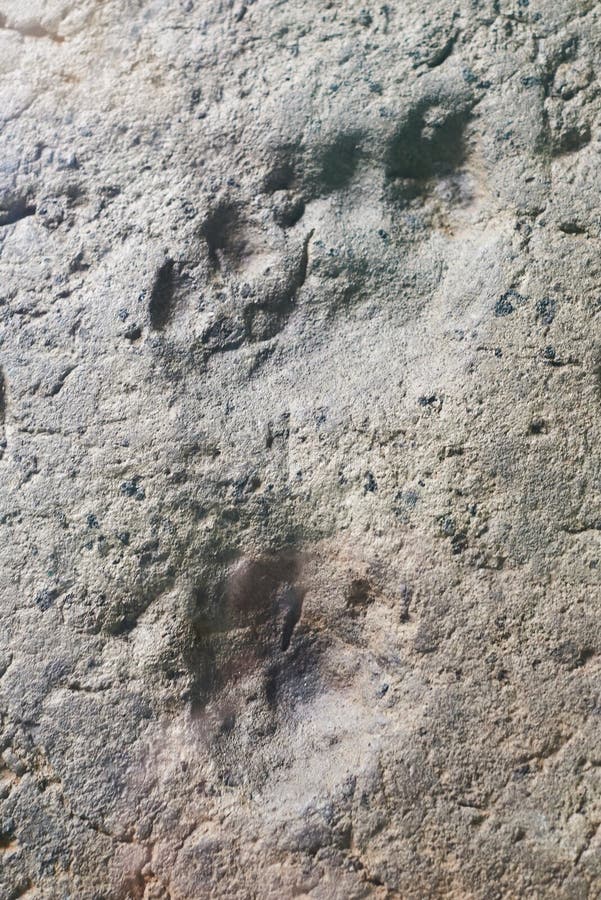 Ancient Human Bones - Hands and Vertebrae Stock Image - Image of ...