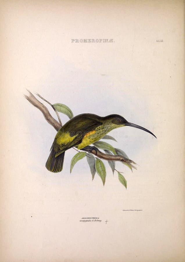 Hummingbird Ancient Stock Illustrations – 80 Hummingbird Ancient Stock ...