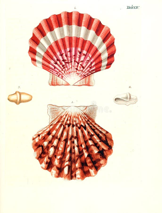 Ancient Shellfish Stock Illustrations – 440 Ancient Shellfish Stock ...