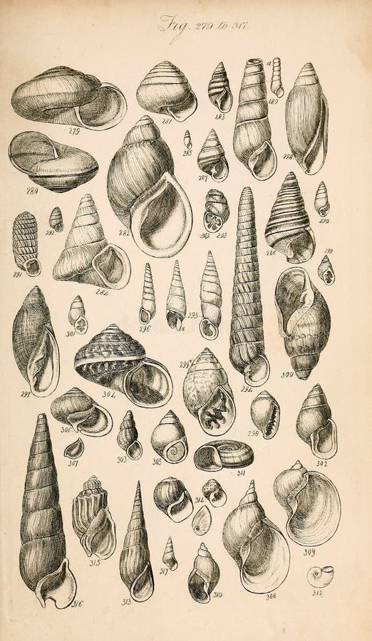 Illustrations of seashell stock illustration. Illustration of beach ...