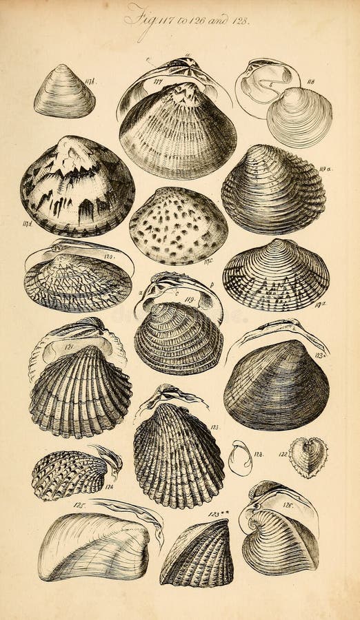 Illustrations of seashell stock illustration. Illustration of ...