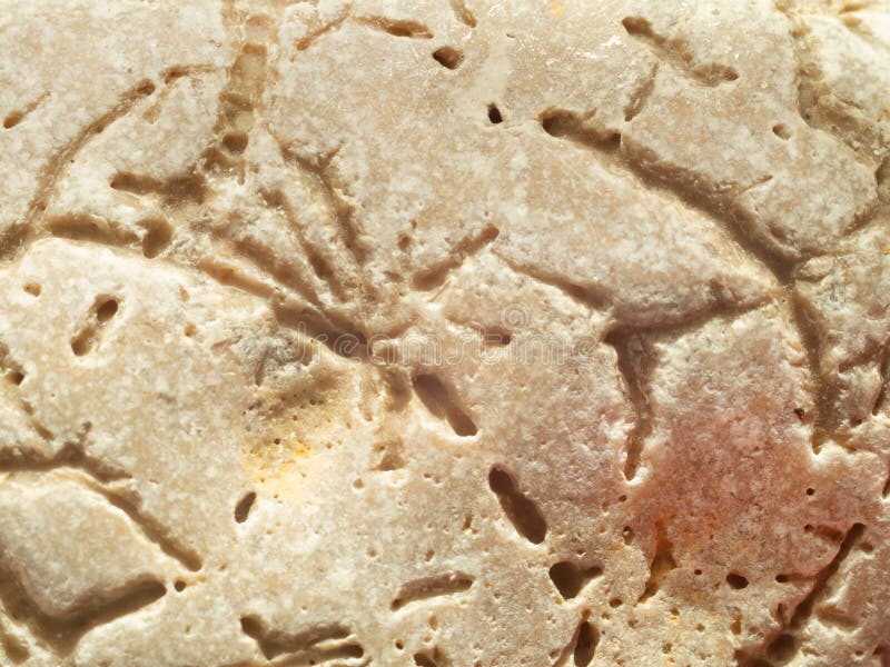 Ancient imprints in stone stock photo. Image of evolution - 285006832