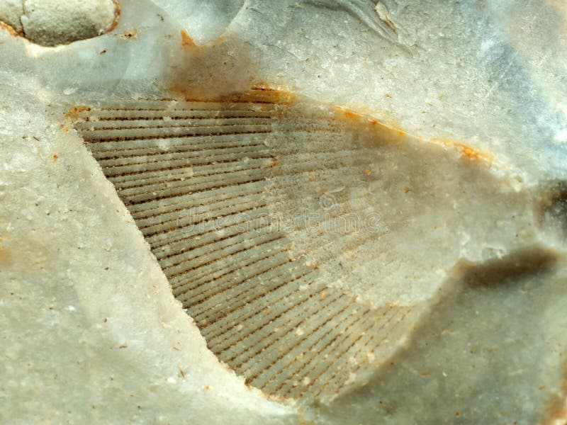 Ancient imprints in stone stock image. Image of prehistory - 285915709