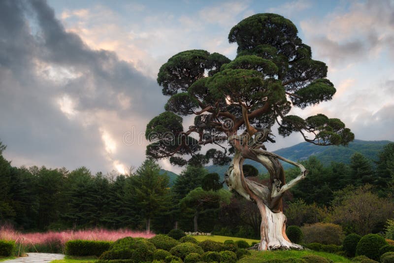 695 Manicured Forest Stock Photos - Free & Royalty-Free Stock Photos ...