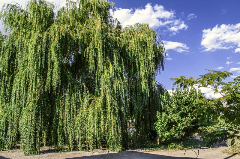Ancient Large Willow Tree on Background of the Sunny Sky Stock Image ...