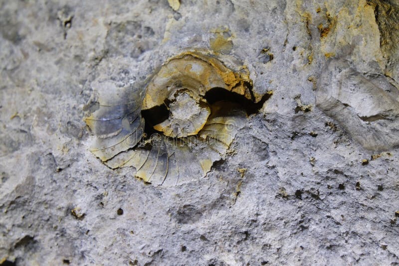Ancient Limestone with Petrified Round Shell in the Cave Stock Photo ...