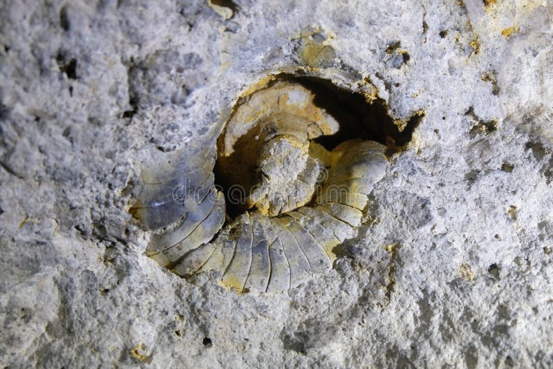 Ancient Limestone with Petrified Round Shell in the Cave Stock Photo ...