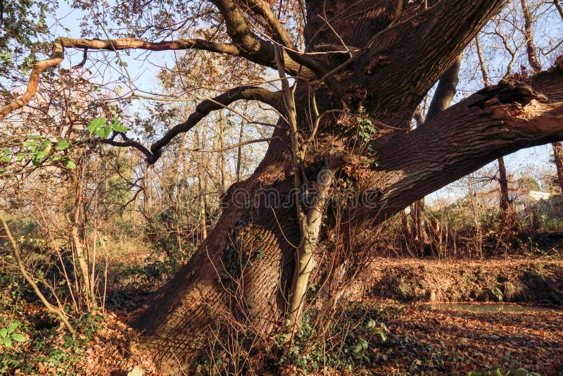 Ancient Magical Oak Tree stock image. Image of landscapes - 81696981