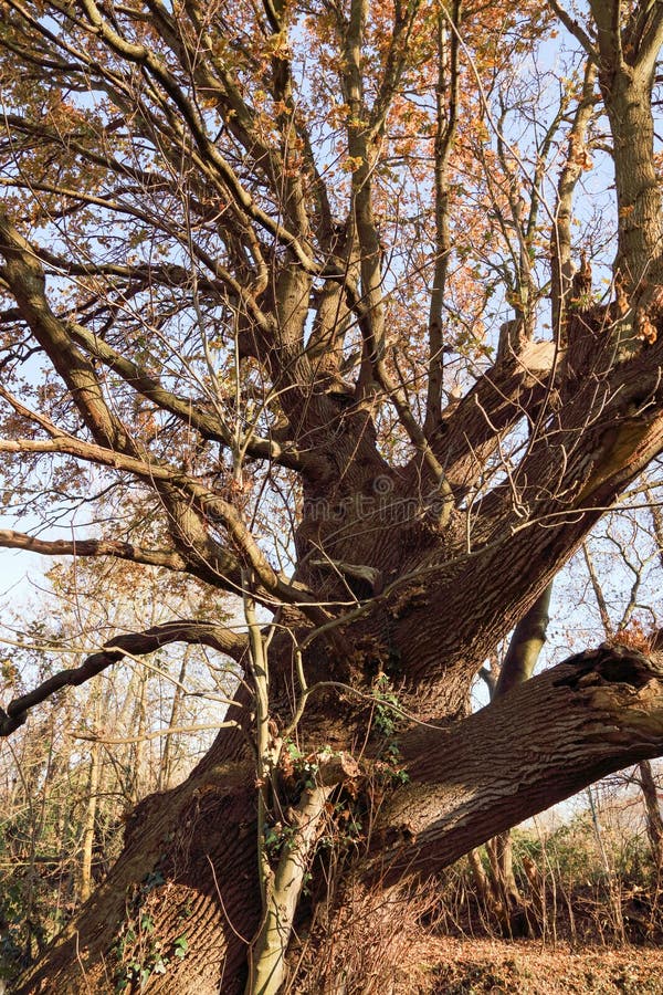 Ancient Magical Oak Tree stock image. Image of landscapes - 81696981