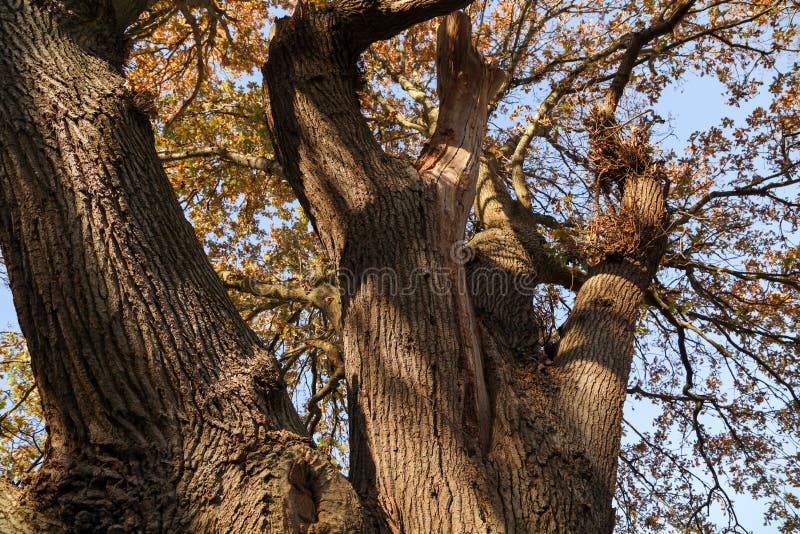 Ancient Magical Oak Tree stock photo. Image of outdoors - 81724840