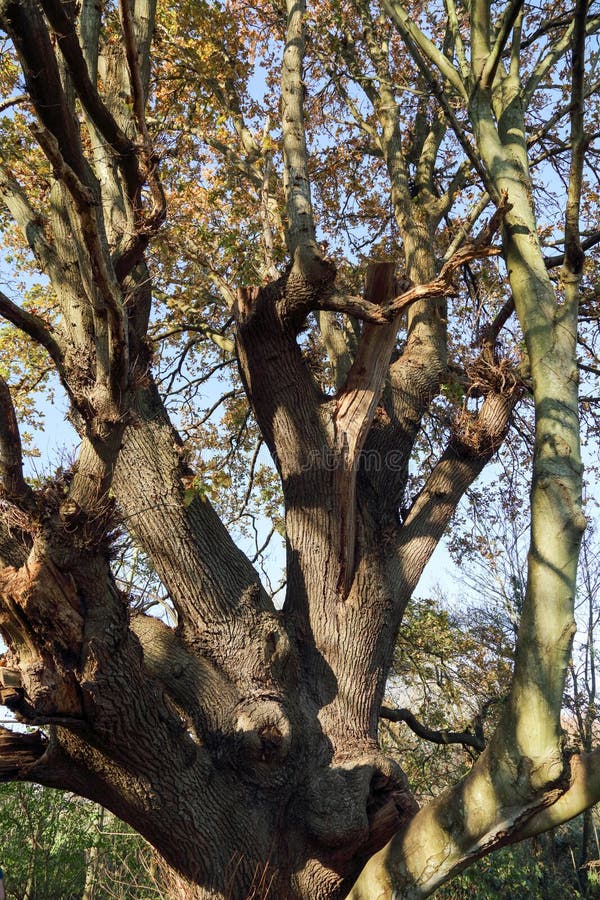 Ancient Magical Oak Tree stock photo. Image of season - 81725496