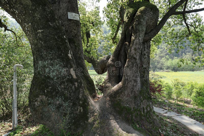 The Ancient and Massive Camphor Tree is Thousands of Years Old and ...