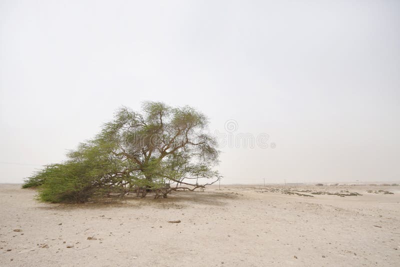 Ancient Mesquite Tree in Desert, Tree of Life Bahrain Stock Image ...