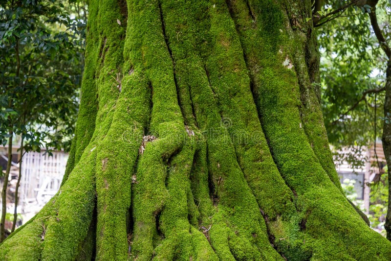 Ancient Mock Chestnut Tree Trunk Covered with Thick Moss. a Several ...