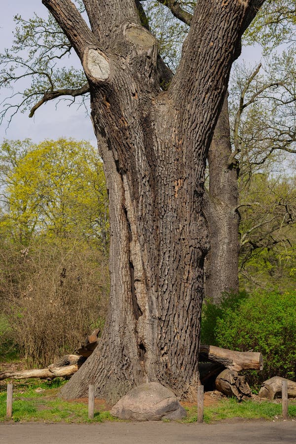 Ancient Monumental Oak Tree in Botanical Park with Visible Bark ...
