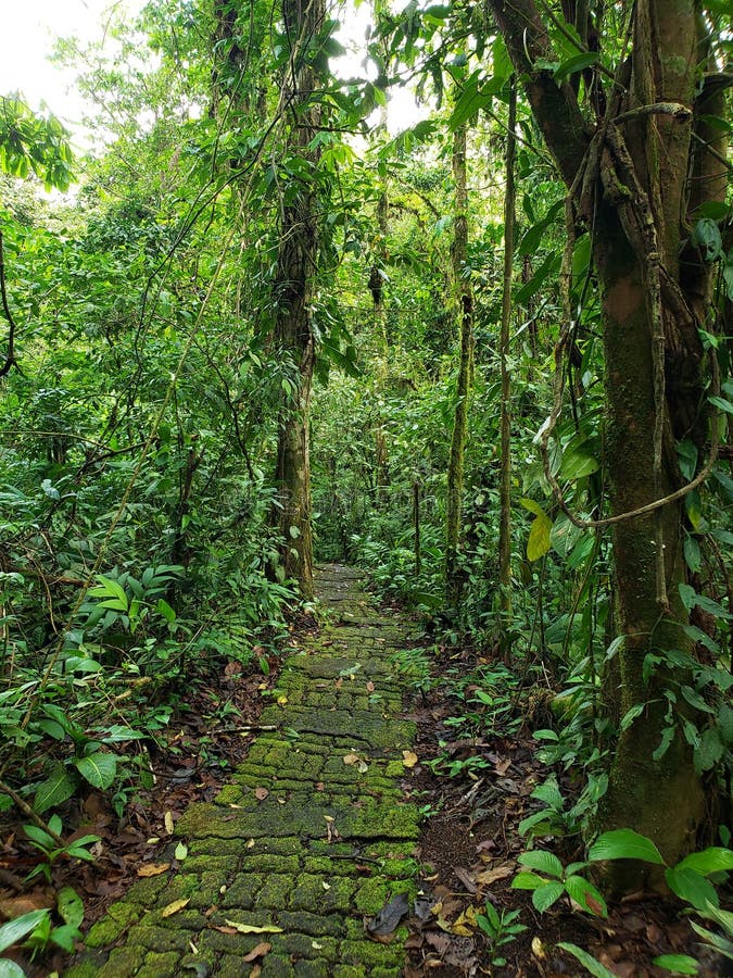 Ancient Moss Covered Pathway Stock Image - Image of woodland, tree ...