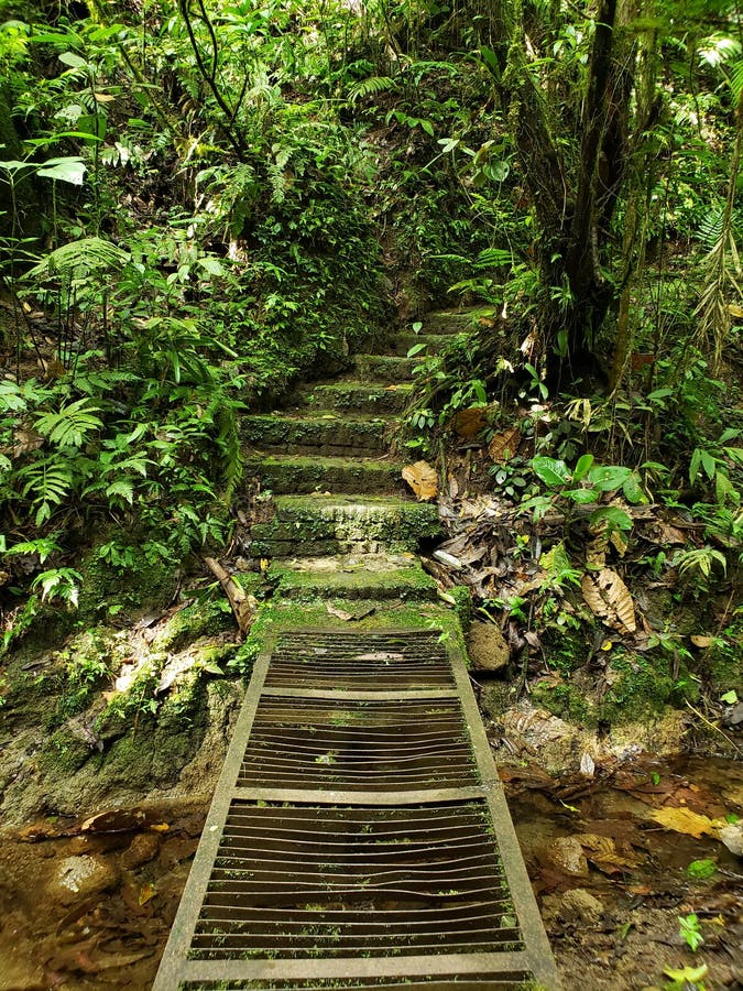 Ancient Moss Covered Pathway Stock Image - Image of woodland, tree ...