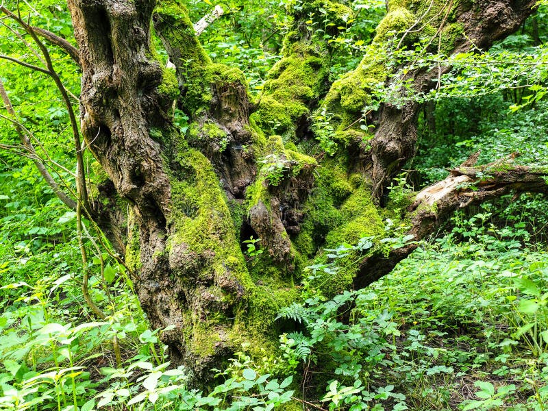 Ancient Moss-covered Tree Twisted Branches in a Lush, Green Forest ...