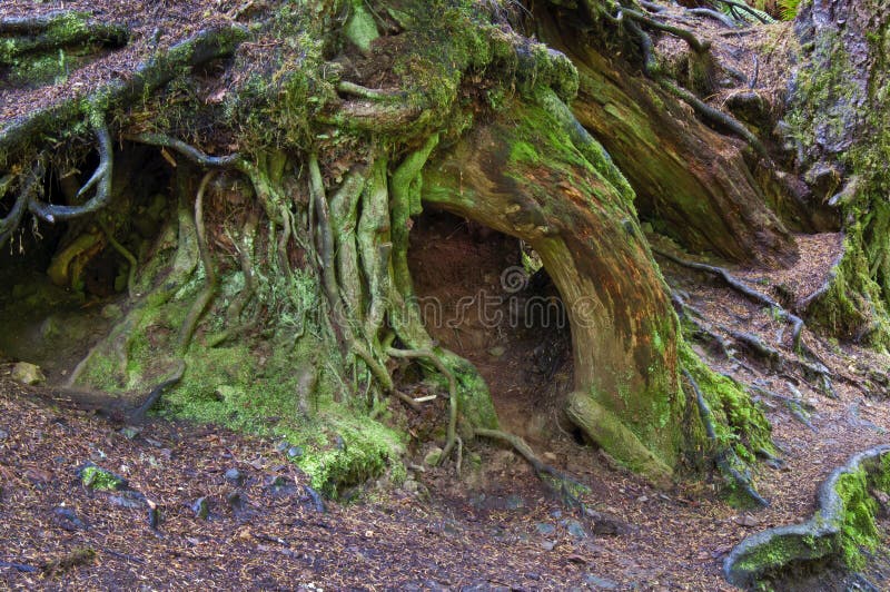 Ancient Mossy Tree Roots In Forest Stock Image Image Of Park Home
