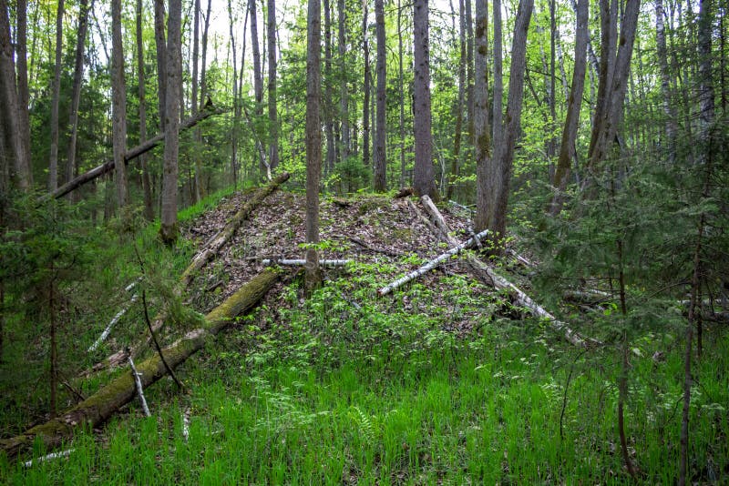 An Ancient Mound Covered with Trees Stock Photo - Image of environment ...