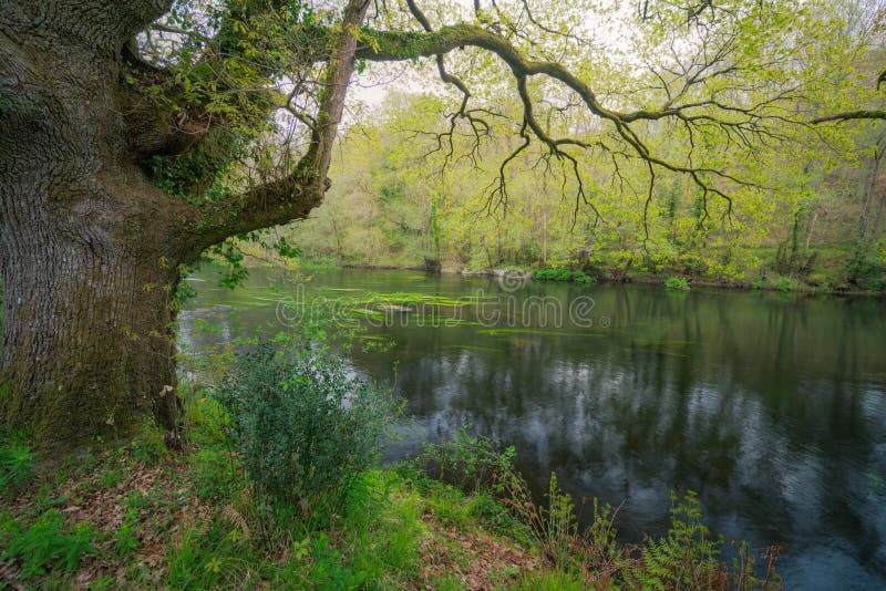 An Ancient Oak Extends Its Long Branches Over the Current of a River ...