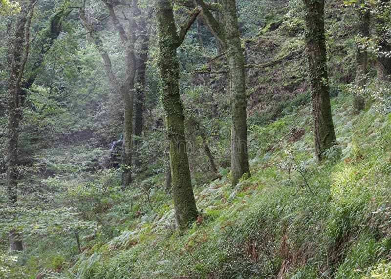 Ancient Oak Forest stock photo. Image of forest, natural - 6671042