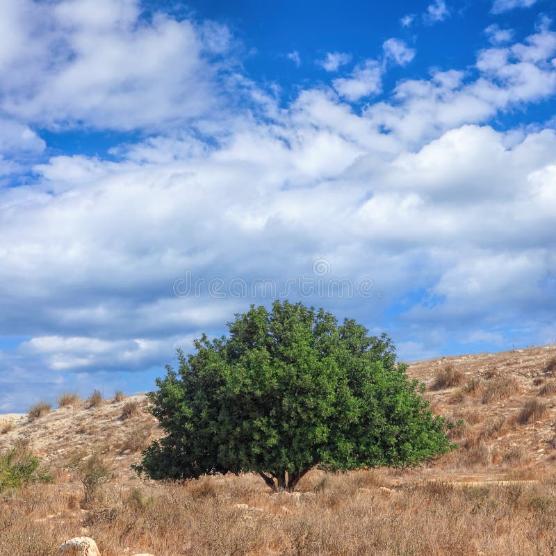 Ancient oak tree stock image. Image of alone, forestry - 266830141