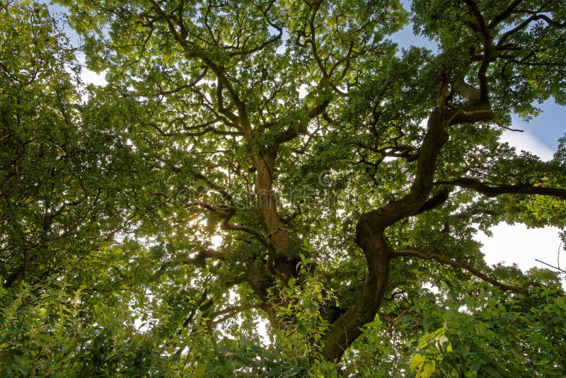 Ancient Oak Tree with a Blue Sky Above Stock Image - Image of blue ...