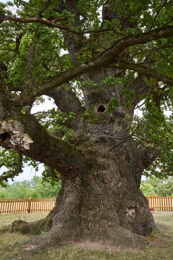 Ancient Oak stock photo. Image of forestry, atmosphere - 9498296