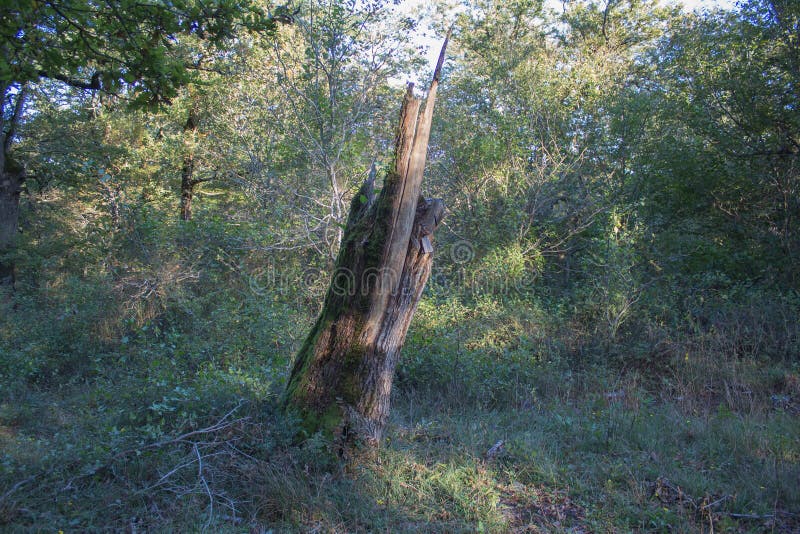Ancient Oak Tree Hit by Lightning. the Tree Hit by Lightning Stock ...