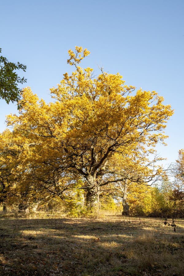 Ancient Oak Tree Quercus in the Autumn. Yellow Leaves in the Fall Stock ...
