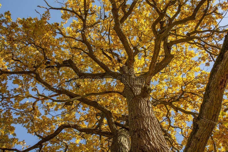 Ancient Oak Tree Quercus in the Autumn. Yellow Leaves in the Fall Stock ...