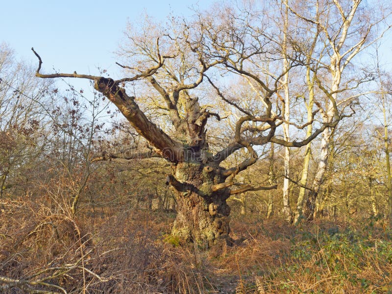 Bare Ancient Oak Tree in Sherwood Forest Stock Photo - Image of ...