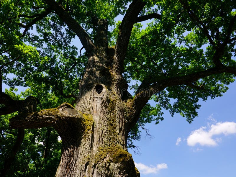 278 500 Years Old Tree Stock Photos - Free & Royalty-Free Stock Photos ...