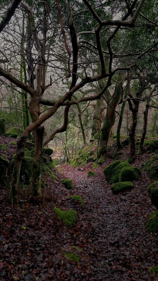 Ancient Oak Trees on Dartmoor Devon Uk Stock Photo - Image of wildlife ...