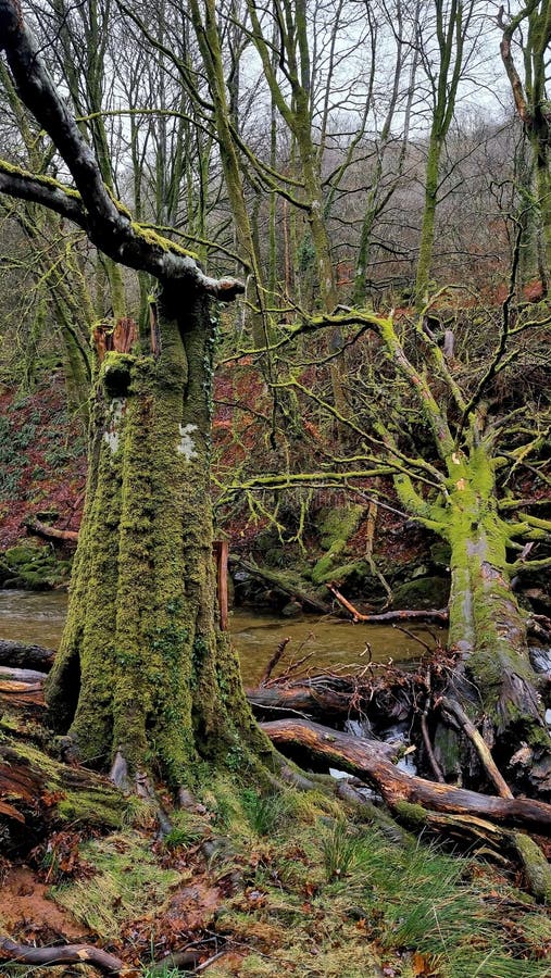 Ancient Oak Trees on Dartmoor Devon Uk Stock Photo - Image of licen ...