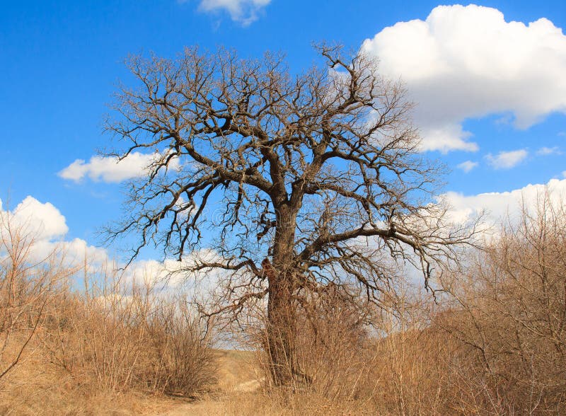 Ancient oak. stock photo. Image of solitary, moss, spring - 53597296