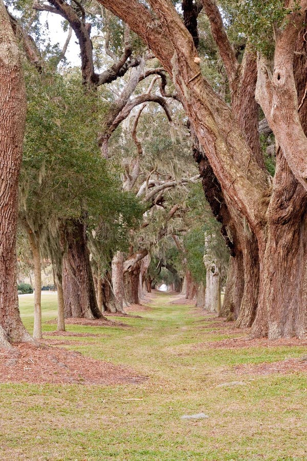 Ancient Oaks in Rows stock image. Image of green, landscapes - 15515679