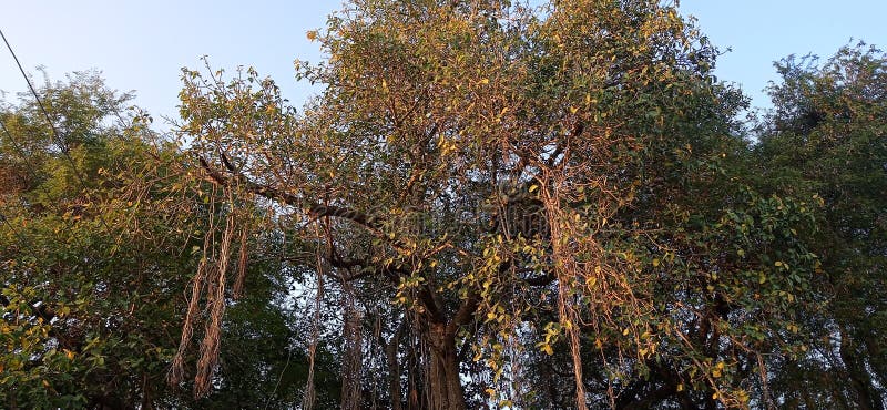 The Ancient Old Banyan Tree in My Village Stock Image - Image of grove ...